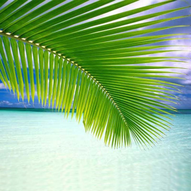 Coconut Palm Leaf Coconut Palm Leaves Florida Coconuts Store