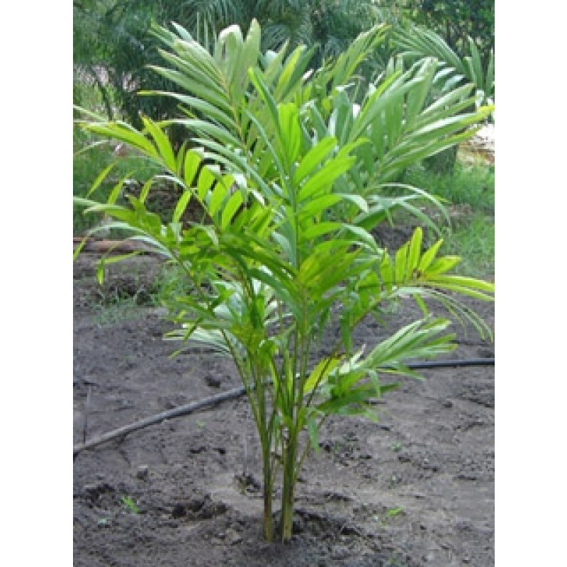 Alexander Palm Tree - Alexander Palm Tree - Plants and Palms - Florida ...