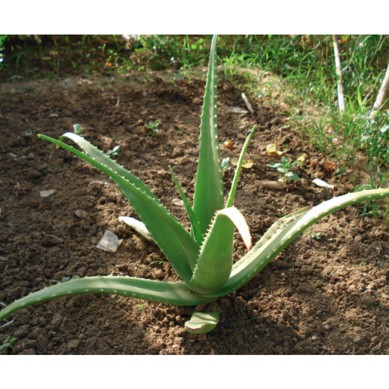 Baby Aloe Vera Tree - Baby Aloe Vera Tree - Plants and Palms - Florida ...