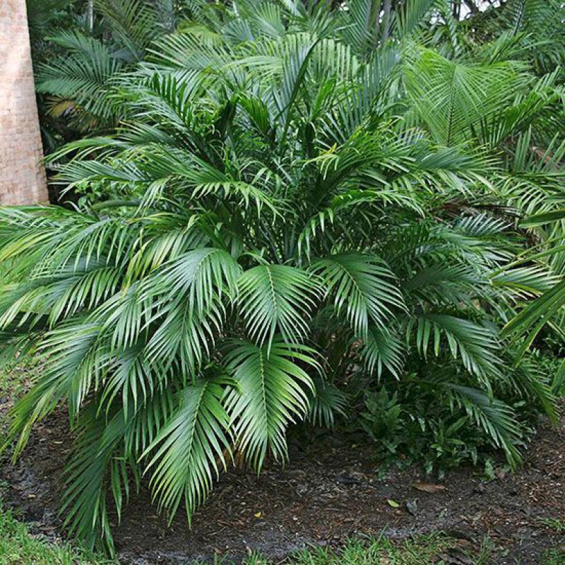 Bamboo Palm Tree - Plants and Palms - Florida Coconuts - Store