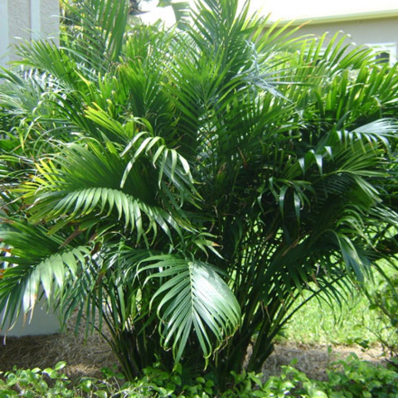 Cat Palm Tree Plants And Palms Florida Coconuts Store