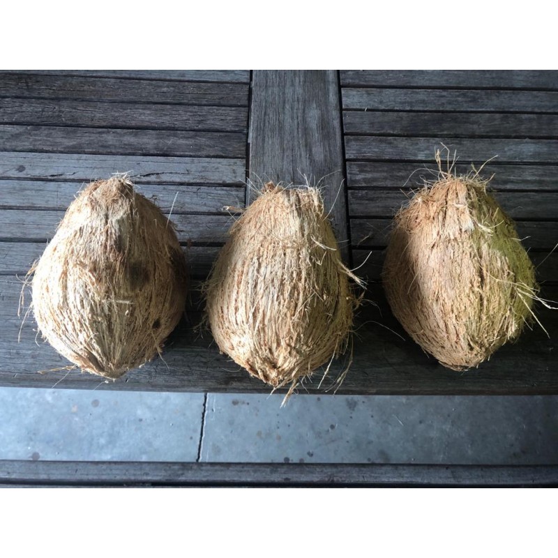 Coconut for Pooja (Puja) - Big - Florida Coconuts - Store