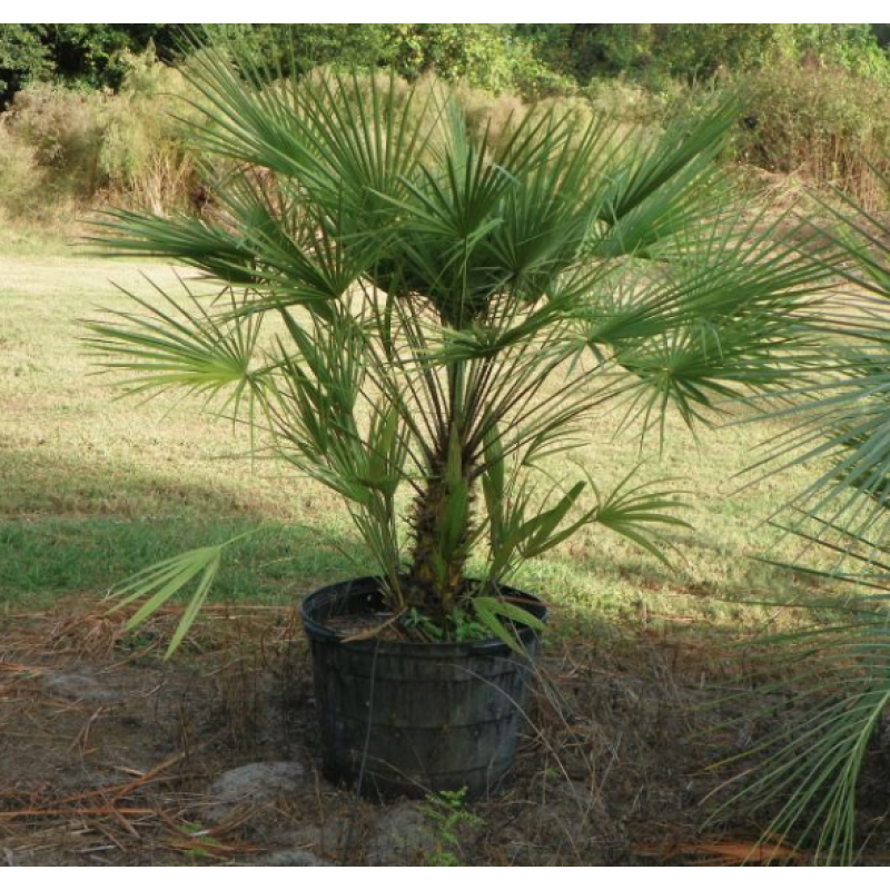 European Fan Palm - Plants and Palms - Florida Coconuts - Store