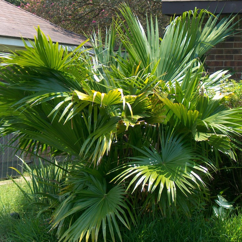 Chinese Palm Tree - Plants and Palms - Florida Coconuts - Store