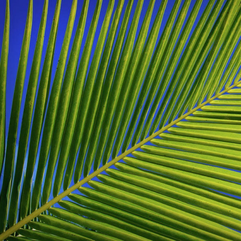 Coconut Palm Leaf - Coconut Palm - Leaves - Florida Coconuts - Store