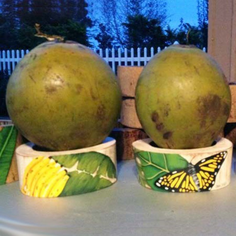 Bamboo Coconut Holder - Hand Painted - Decoration - Coconuts - Florida ...