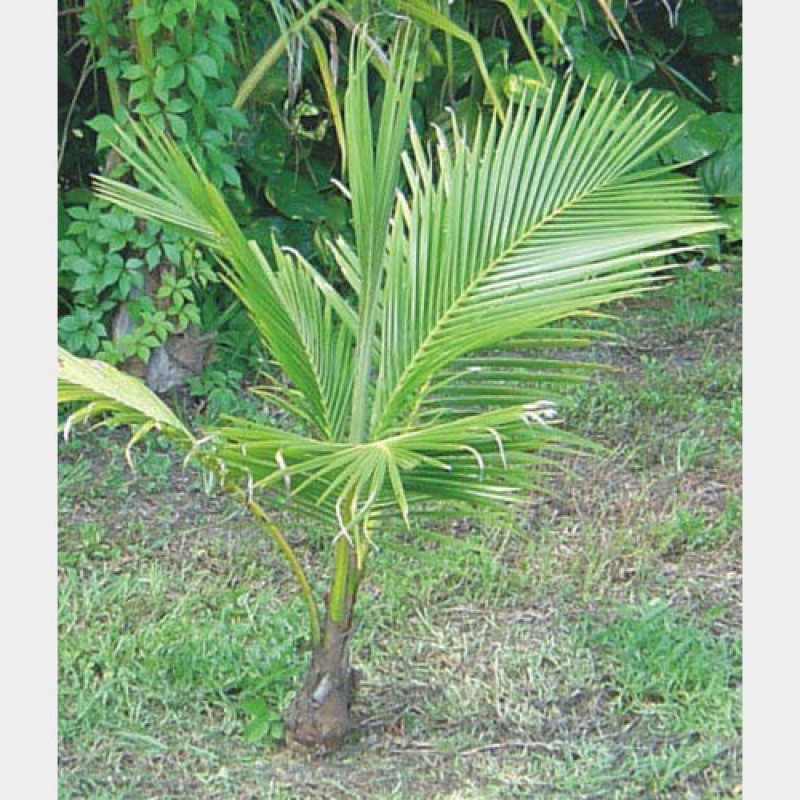 Coconut Tree - Young Coconut Tree - Plants and Palms - Florida Coconuts ...