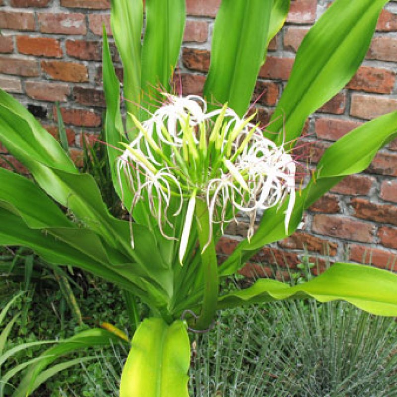Crinum Lily Tree - Plants and Palms - Florida Coconuts - Store