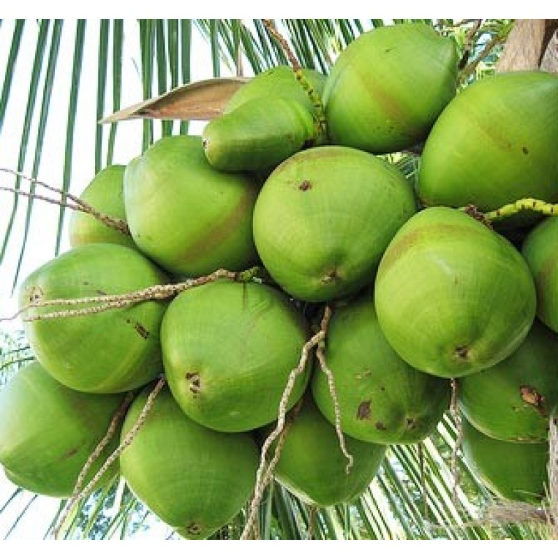 Green Coconut - Florida Coconuts - Store