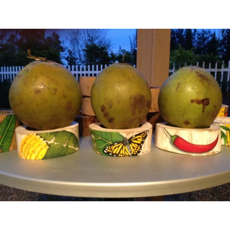 Bamboo Coconut Holder - Hand Painted - Decoration - Coconuts - Florida ...