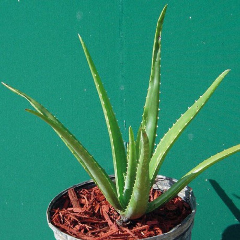 Baby Aloe Vera Tree - Baby Aloe Vera Tree - Plants and Palms - Florida ...