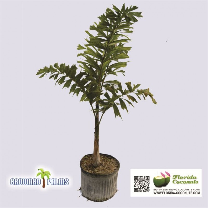 foxtail palm tree - Florida Coconuts - Store