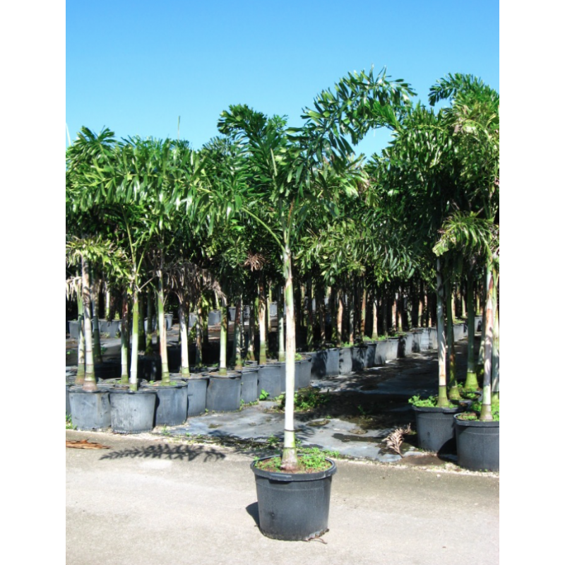 foxtail palm tree - Florida Coconuts - Store