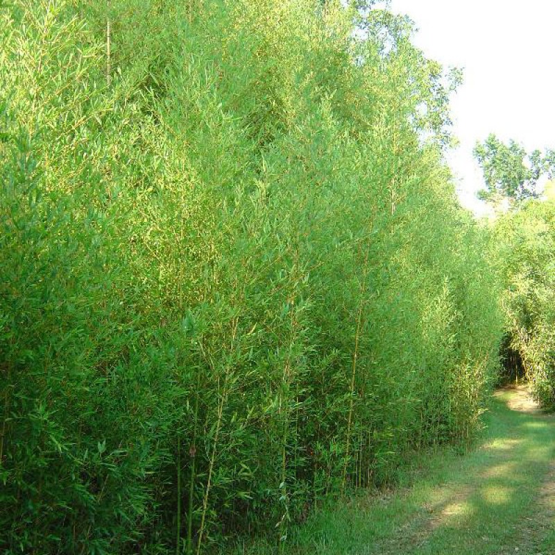 Golden Goddess Bamboo Tree - Alexander Palm Tree - Plants and Palms ...