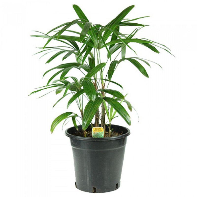 Lady Palm Tree - Alexander Palm Tree - Plants and Palms - Florida ...