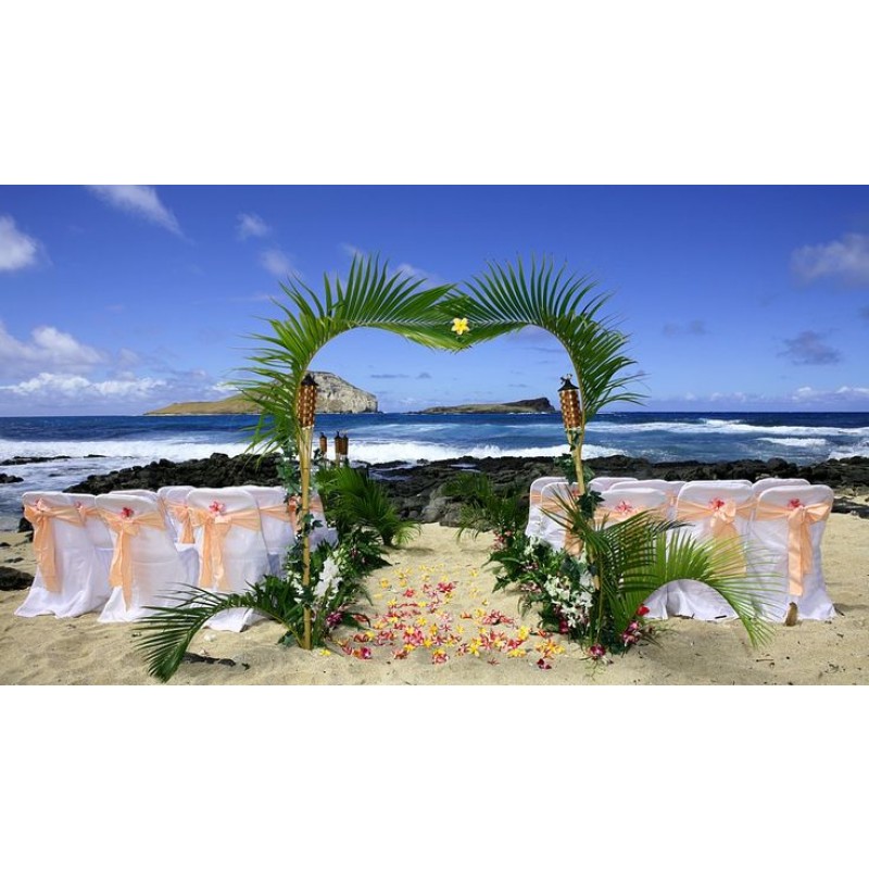 Coconut Palm Leaves - Florida Coconuts - Store