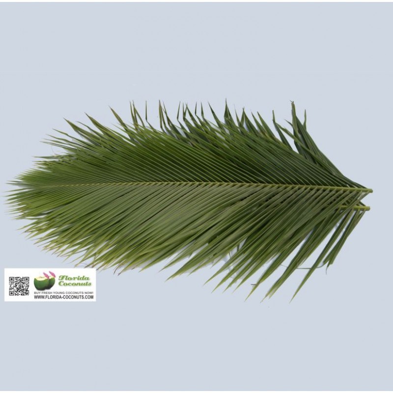 Phoenix Robellini - The Pygmy Date Palm Leave - Leaves - Florida ...